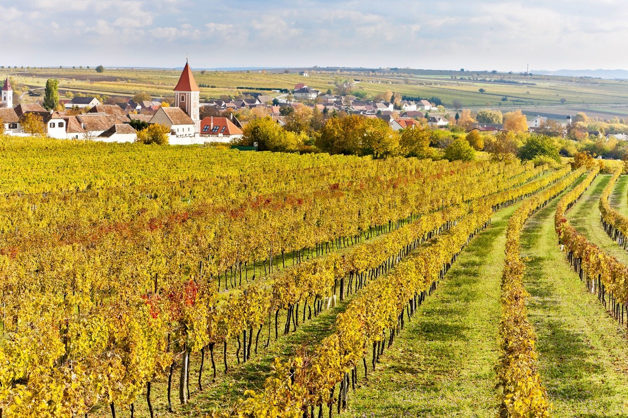 Durch Reben kommen die Leut’ zam