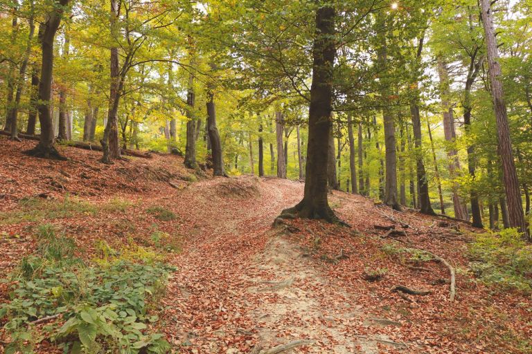 Rundwandern im Wienerwald