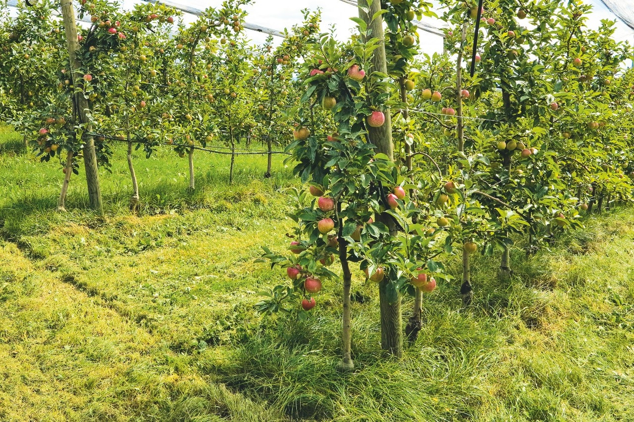 Im Obstgarten von Österreich