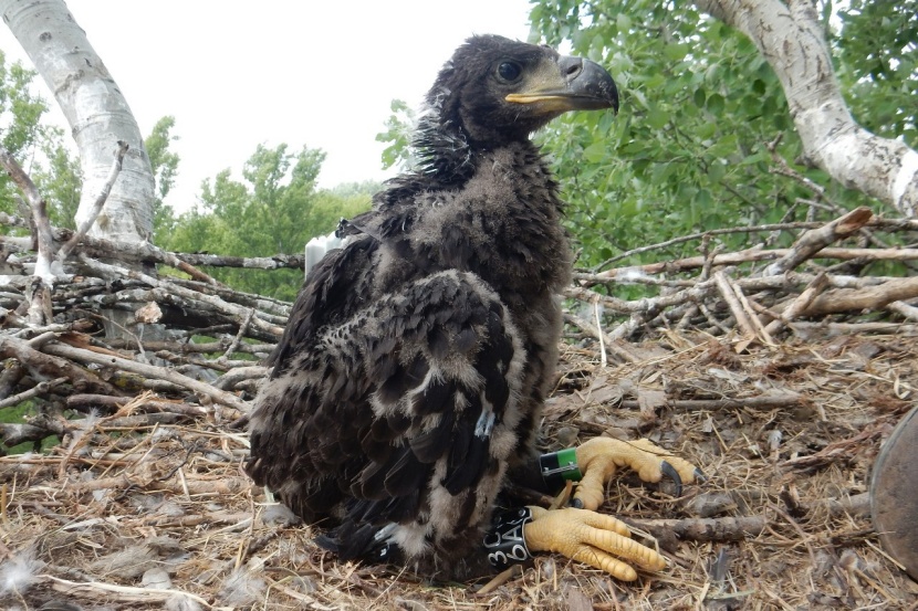 Rückkkehr des Seeadlers in Österreich