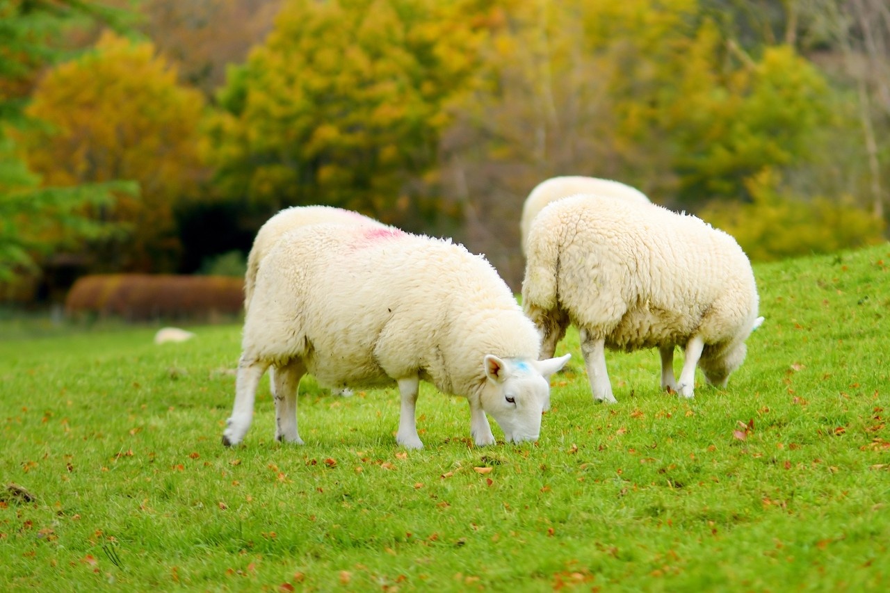 Steinhofgründe: Schafe mähen auf der Herbstweide