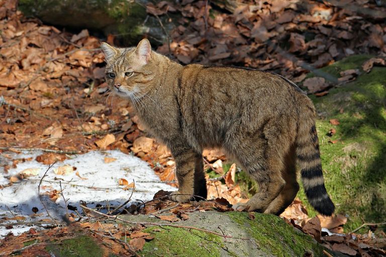Wildkatzen in Tirol und der Wachau