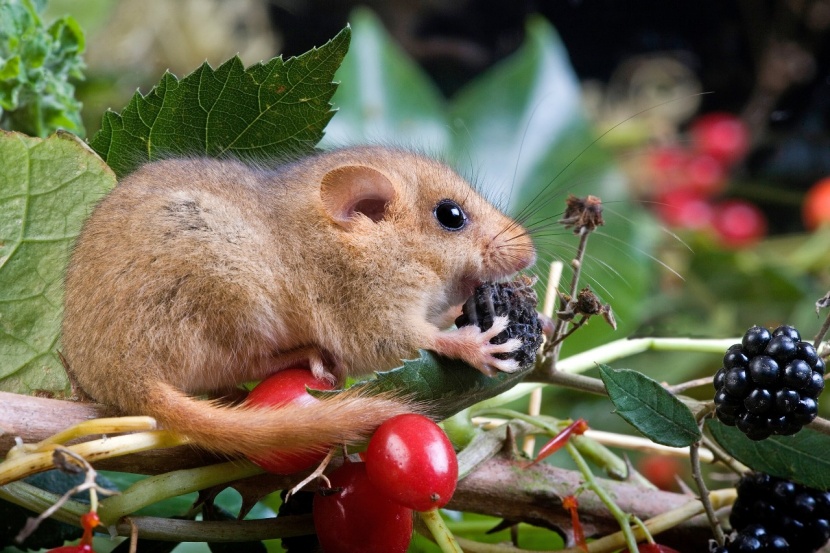 Haselmaus Im Garten