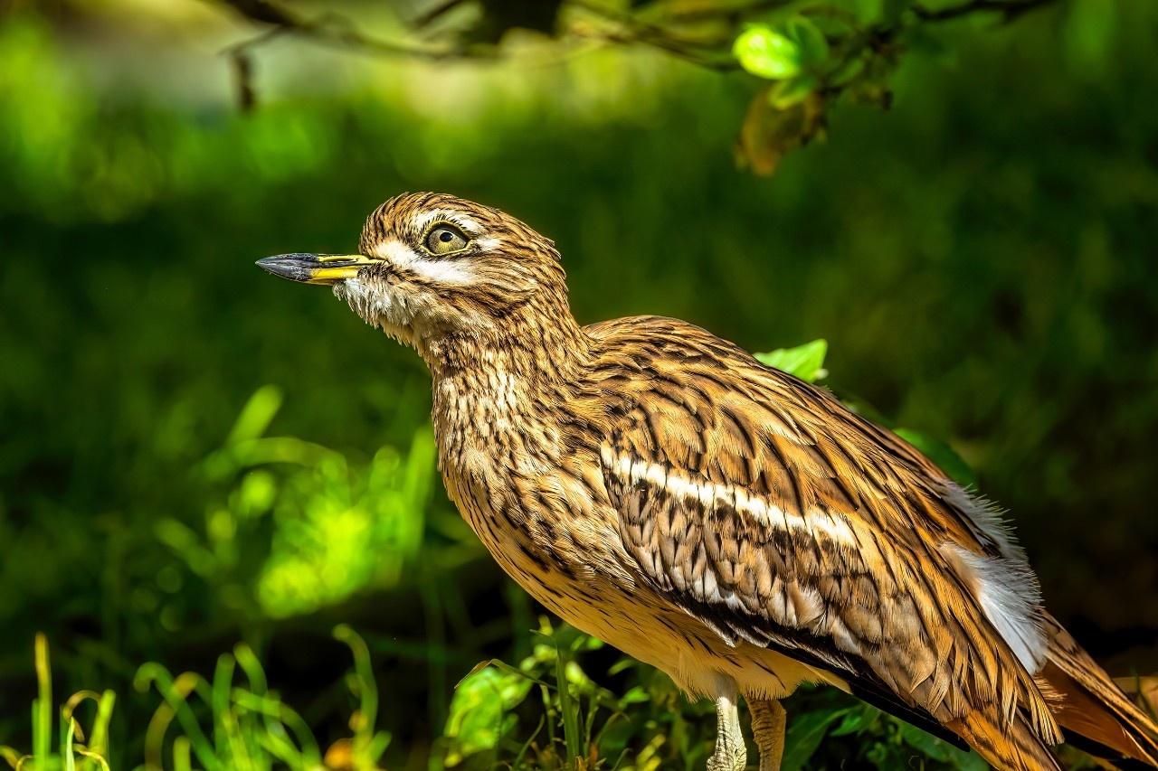 Triel vom Aussterben bedroht