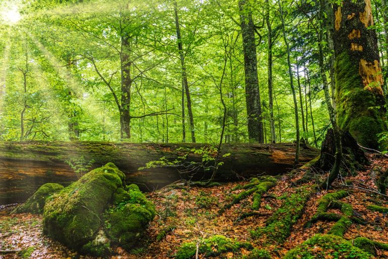 Lassingtal ist UNESCO-Weltnaturerbe